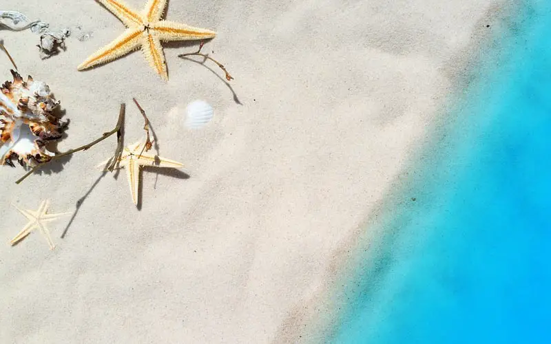 A Seasonal Guide to the Money Tree Bonsai | Bonsai Alchemist