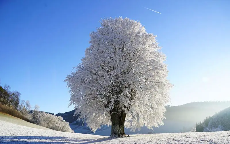 A Seasonal Guide to the Money Tree Bonsai | Bonsai Alchemist