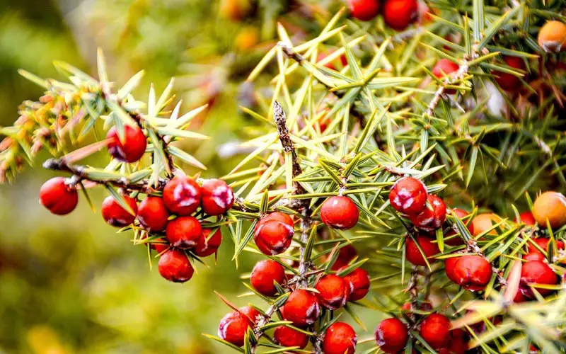 Juniper Bonsai Meaning and Symbolism | Bonsai Alchemist 101