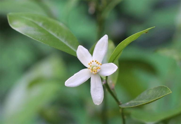 How To Grow a Tree Using a Branch - 2021 Guide