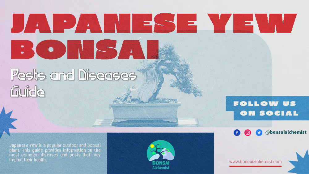 Japanese Yew Bonsai Pests and Diseases Guide | Bonsai Alchemist 101