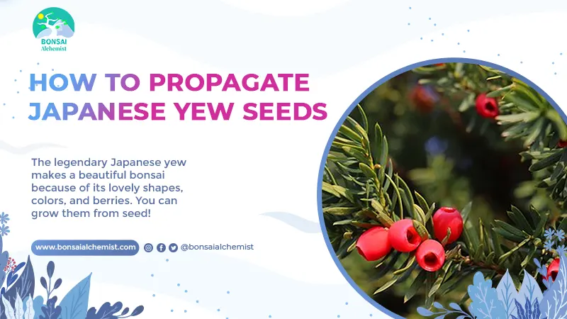 How to propagate Japanese yew seeds | Bonsai Alchemist 101